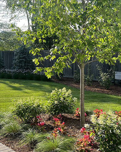 Softscape Landscaping, Backyard Design, Elmhurst IL